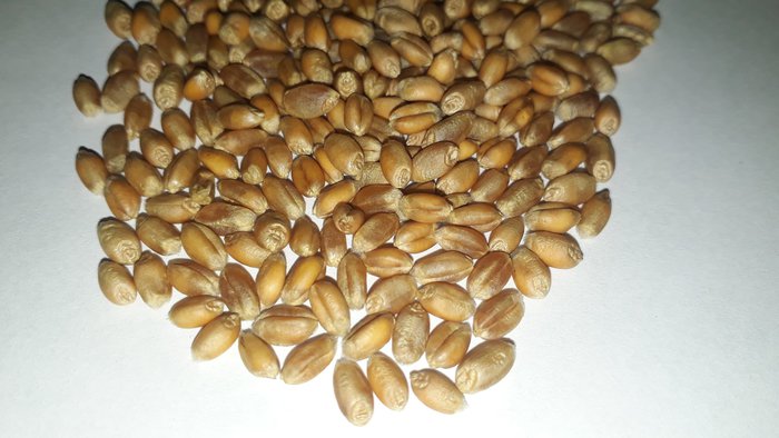 Obilniny :: Encyklopedie-krmiv